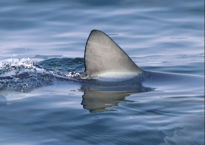 Shark Fin Png