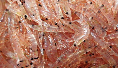 MBA | What happens to Antarctic krill in winter?