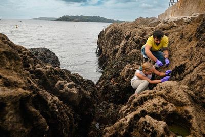 MBA | NEW INSIGHTS INTO THE BIOLOGY OF AN INTERTIDAL LICHEN