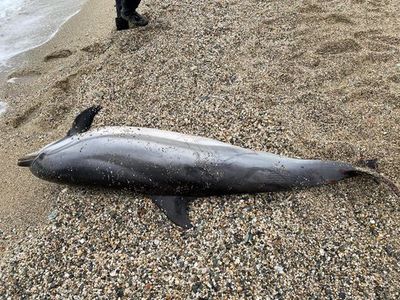 MBA | Deadly Dolphin Encounters